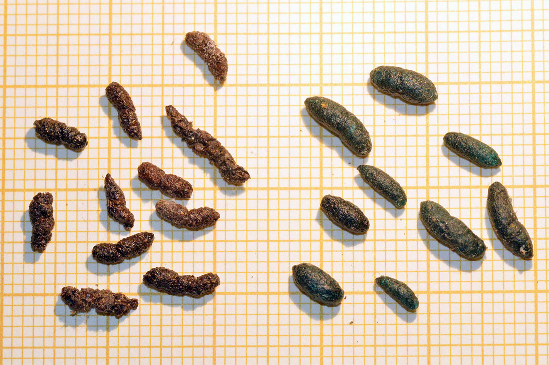 Cacas de ratón: Descubre cómo identificarlas y protegerte de una ...