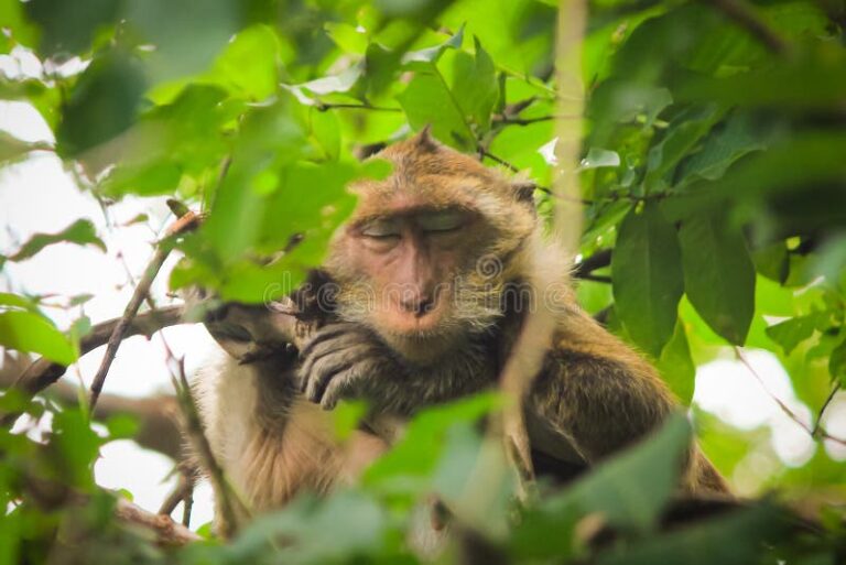 Mono de Pippi Calzaslargas: Descubre el nombre de ese compañero ...