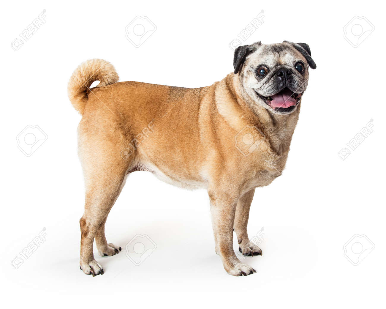 Descubre cómo identificar si un perro Pug es de raza pura con estos 5 ...